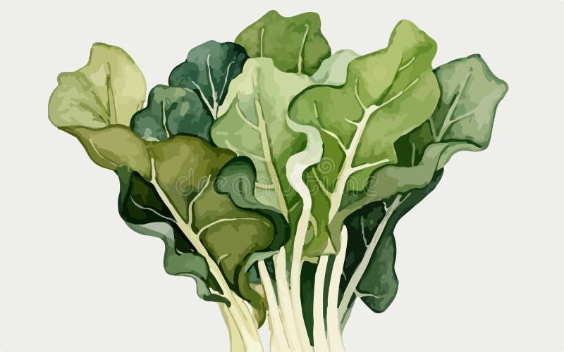 Watercolor Illustration of Arum Spinach, Botanical Illustration ...