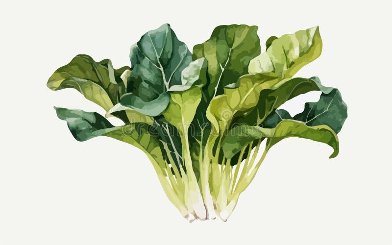 Watercolor Illustration of Arum Spinach, Botanical Illustration ...