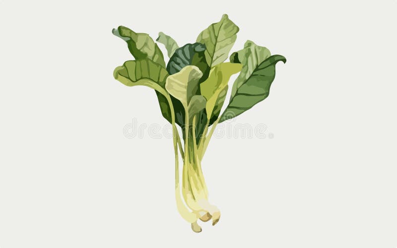 Watercolor Illustration of Arum Spinach, Botanical Illustration ...
