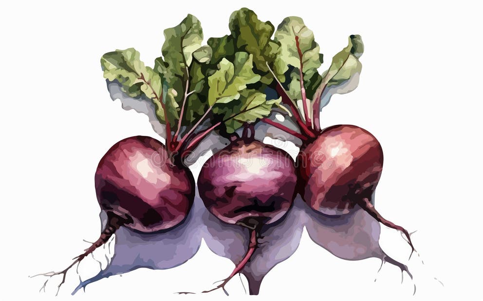 Watercolor Illustration of Beetroot, Botanical Illustration, Flowers ...
