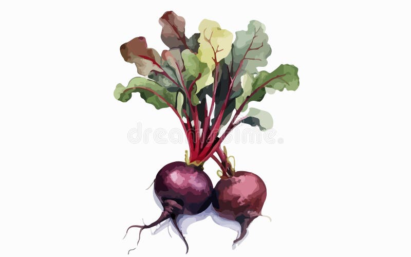 Watercolor Illustration of Beetroot, Botanical Illustration, Flowers ...
