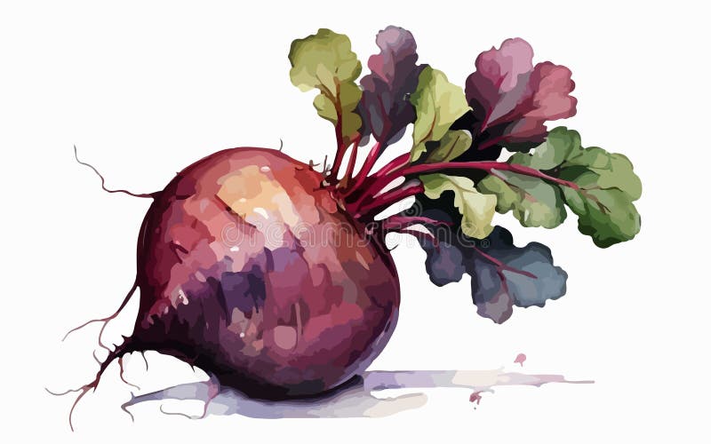 Watercolor Illustration of Beetroot, Botanical Illustration, Flowers ...
