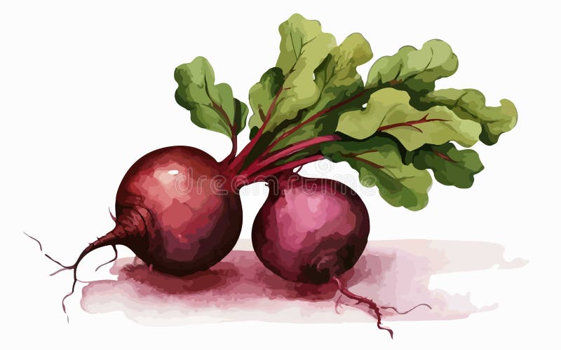 Watercolor Illustration of Beetroot, Botanical Illustration, Flowers ...