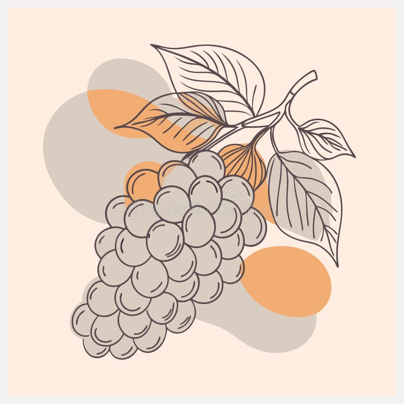 OREGON GRAPE FRUIT VECTOR ILLUSTRATION — Stunning, Detailed, Vibrant Botanical Art of Oregon ...