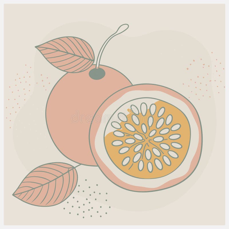 Maypop Fruit Vector Illustration in Vibrant Detail – Passiflora ...