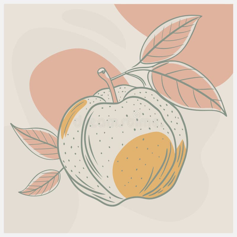 Malay Apple Fruit Vector Illustration Stock Vector - Illustration of ...