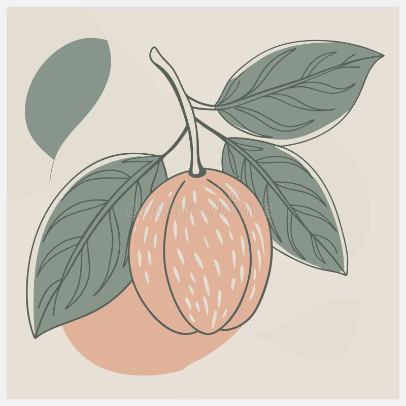 Mabolo Fruit Vector Illustration - Vibrant and Detailed Depiction of ...