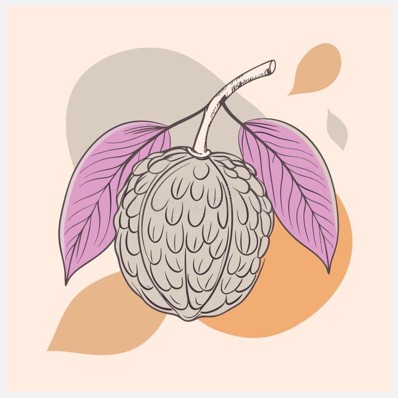 Mabolo Fruit Vector Illustration - Vibrant and Detailed Depiction of ...