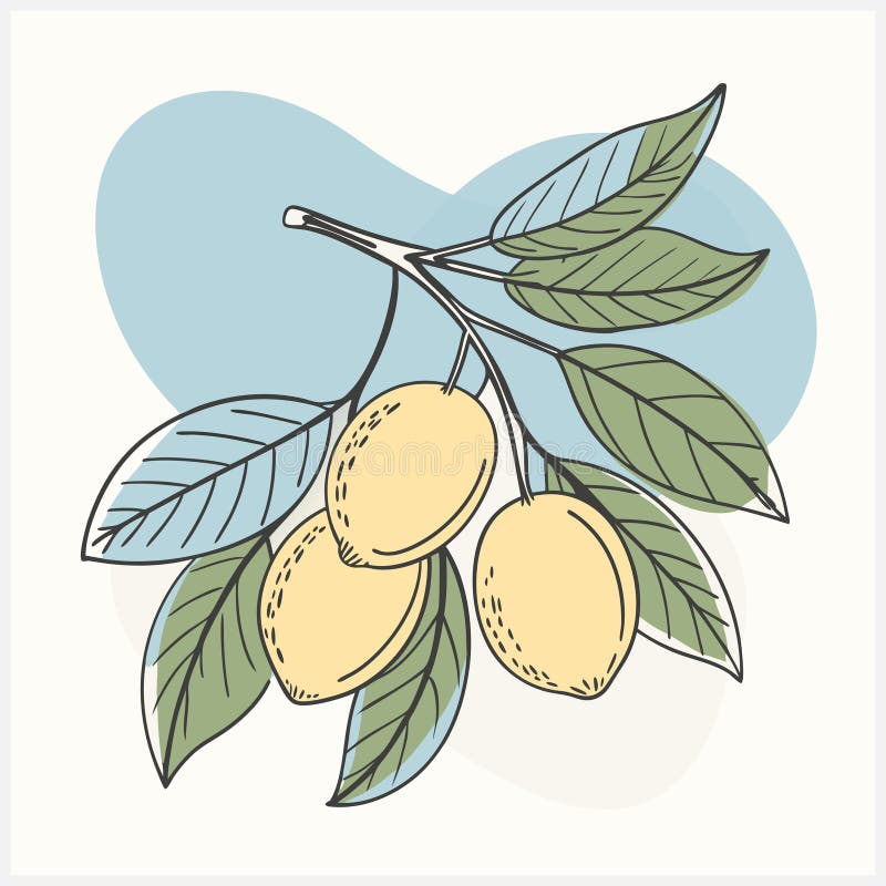 Australian Superfluity Stock Illustrations – 2 Australian Superfluity ...