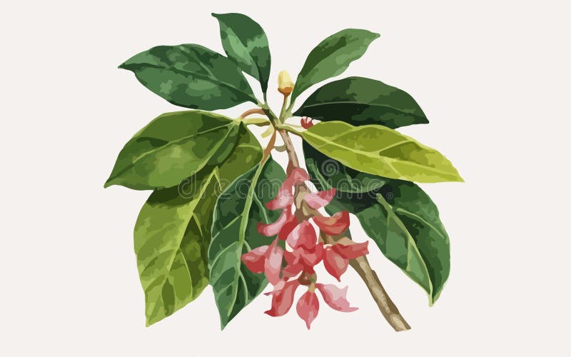 Watercolor Illustration of Betel Tree, Botanical Illustration, Flowers ...