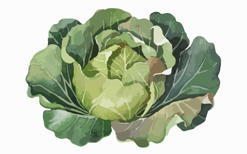 Watercolor Illustration of Cabbage Plant, Botanical Illustration ...
