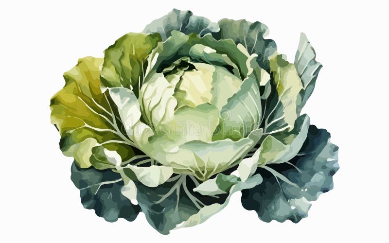 Watercolor Illustration of Cabbage Plant, Botanical Illustration ...