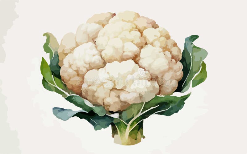 Watercolor Illustration of Cauliflower, Botanical Illustration, Flowers ...