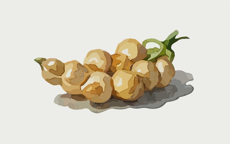 Watercolor Illustration of Chickpea, Botanical Illustration, Flowers ...