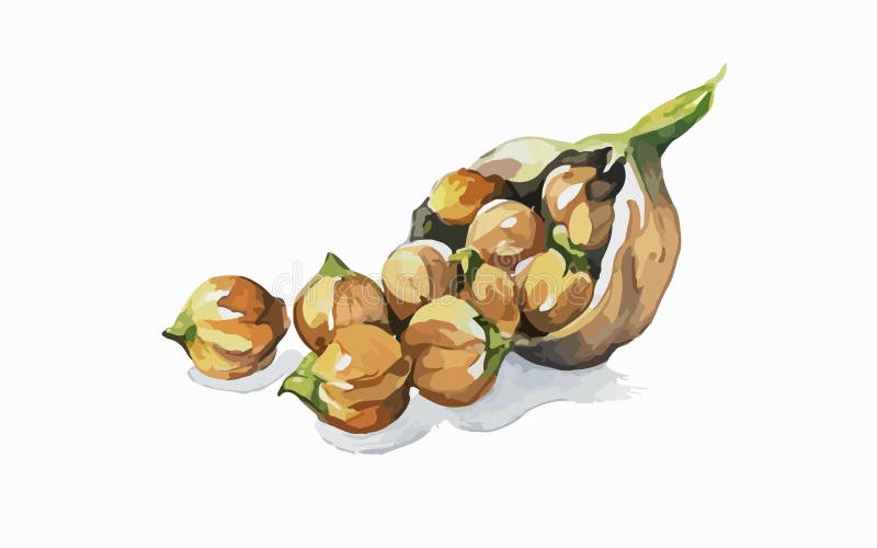 Watercolor Illustration of Chickpea, Botanical Illustration, Flowers ...