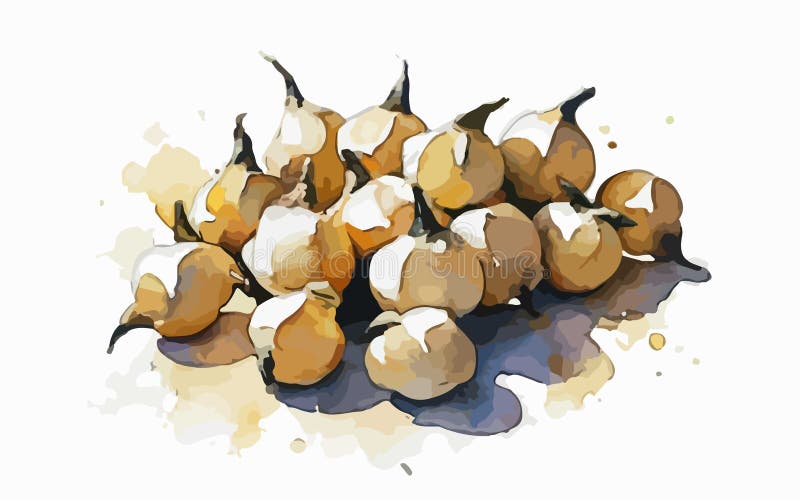 Watercolor Illustration of Chickpea, Botanical Illustration, Flowers ...