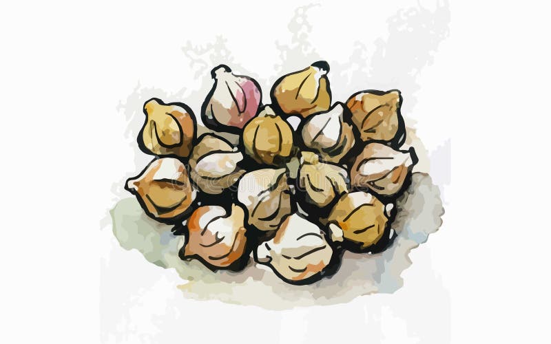 Watercolor Illustration of Chickpea, Botanical Illustration, Flowers ...