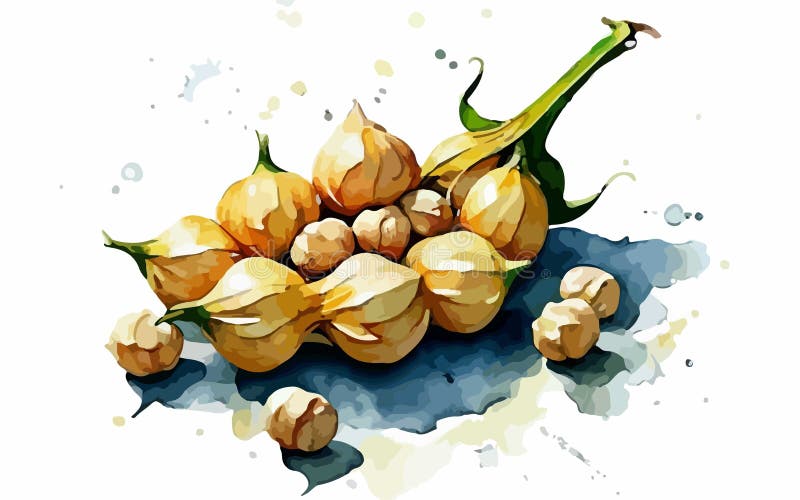 Watercolor Illustration of Chickpea, Botanical Illustration, Flowers ...