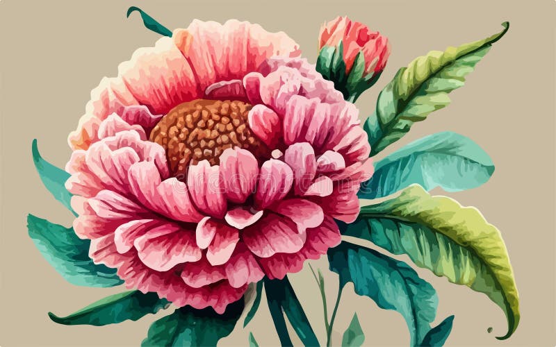 Watercolor Illustration of Cockscomb Flower, Botanical Illustration ...