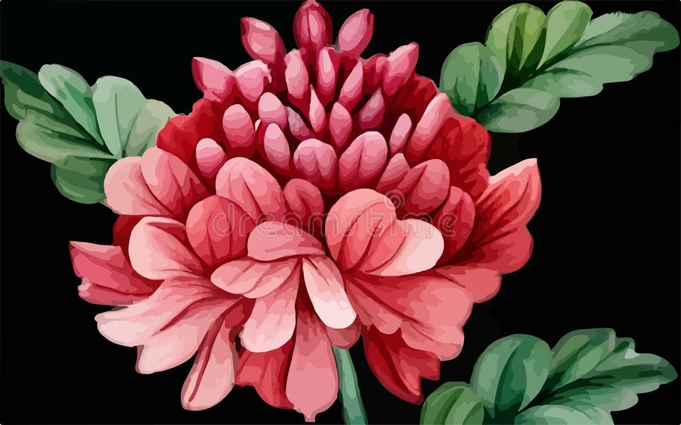 Watercolor Illustration of Cockscomb Flower, Botanical Illustration ...