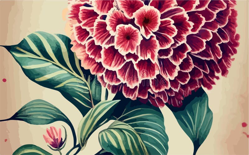 Watercolor Illustration of Cockscomb Flower, Botanical Illustration ...