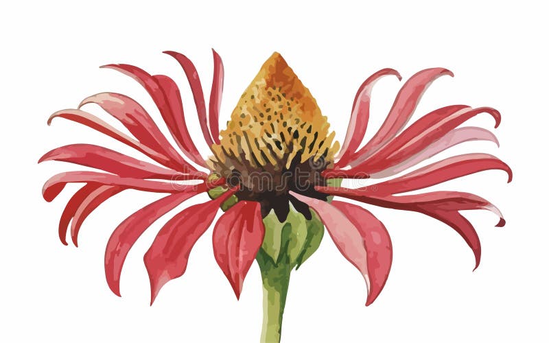 Watercolor Illustration of Coneflower, Botanical Illustration, Flowers ...