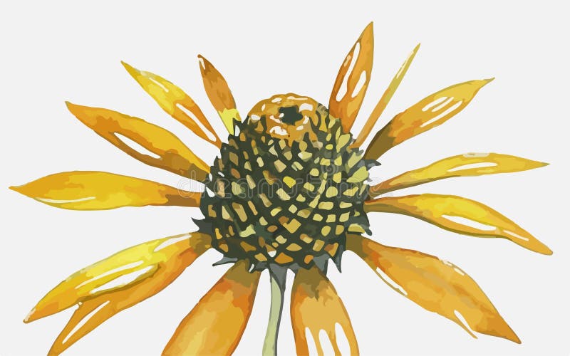 Watercolor Illustration of Coneflower, Botanical Illustration, Flowers ...