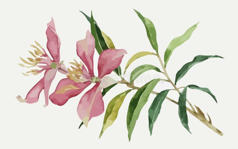 Watercolor Illustration of Oleander, Botanical Illustration, Flowers ...