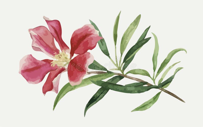 Watercolor Illustration of Oleander, Botanical Illustration, Flowers ...