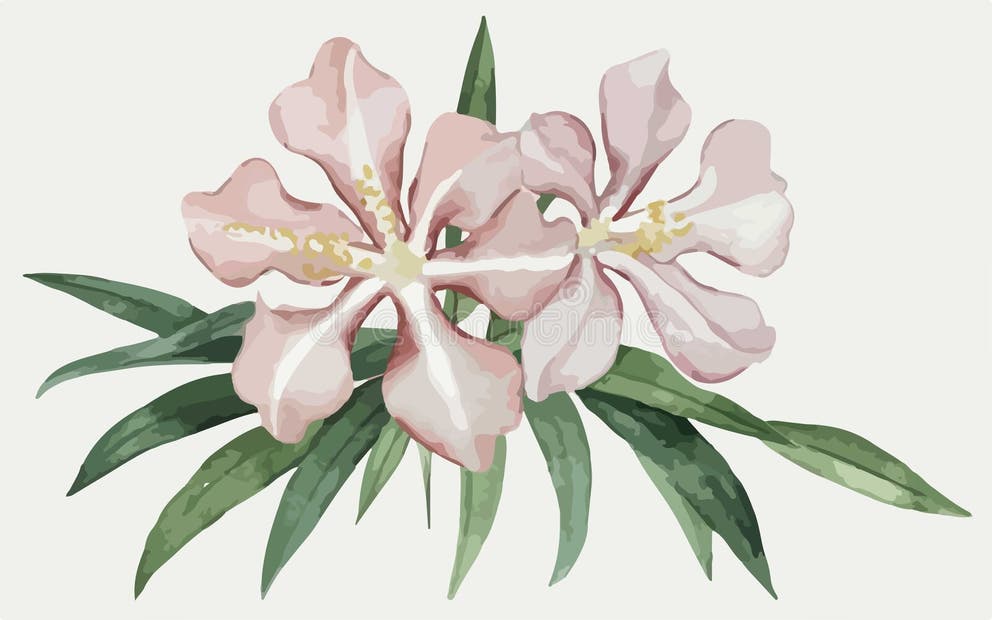 Watercolor Illustration of Oleander, Botanical Illustration, Flowers ...