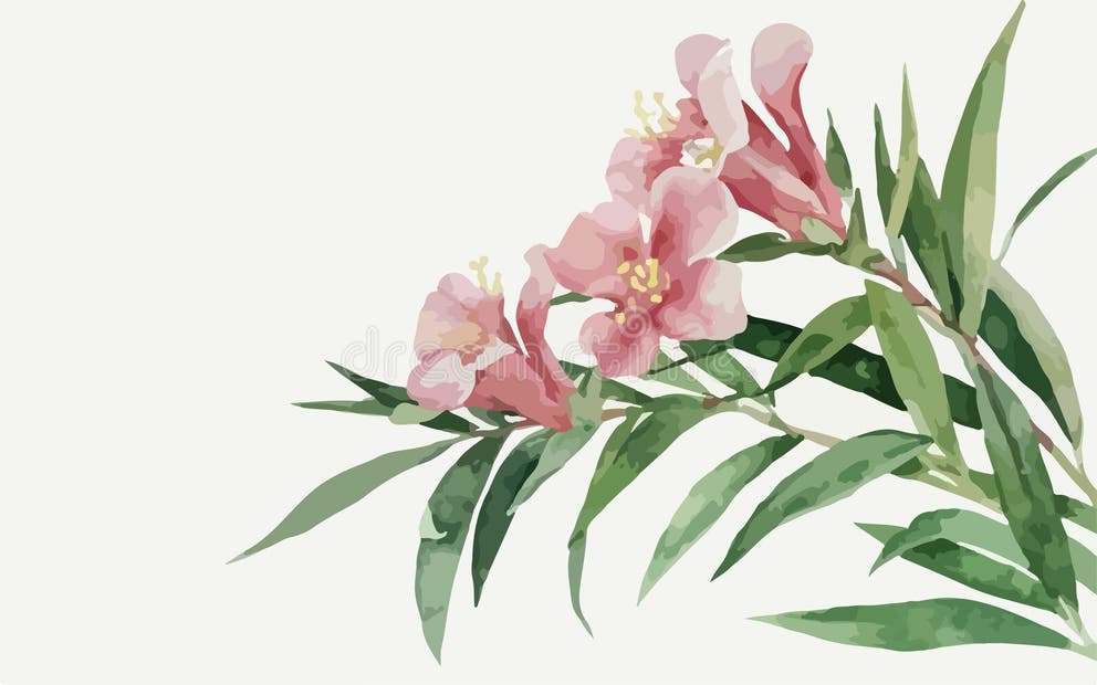 Watercolor Illustration of Oleander, Botanical Illustration, Flowers ...