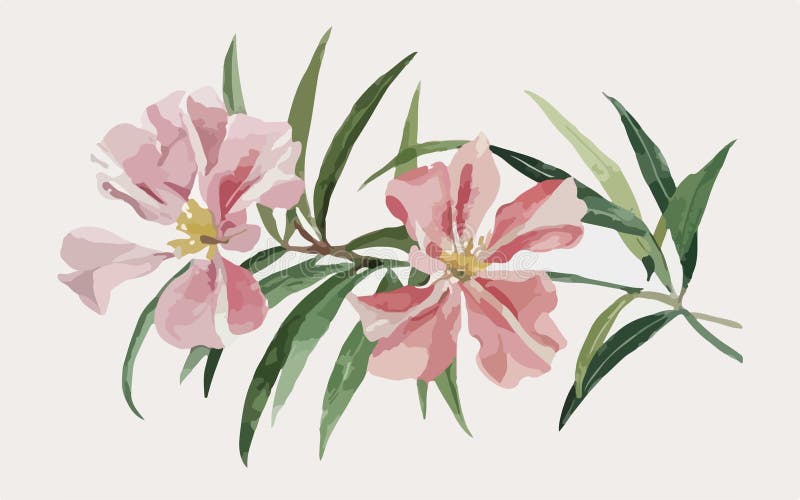 Watercolor Illustration of Oleander, Botanical Illustration, Flowers ...