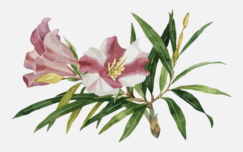 Watercolor Illustration of Oleander, Botanical Illustration, Flowers ...