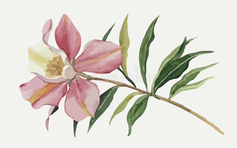 Watercolor Illustration of Oleander, Botanical Illustration, Flowers ...