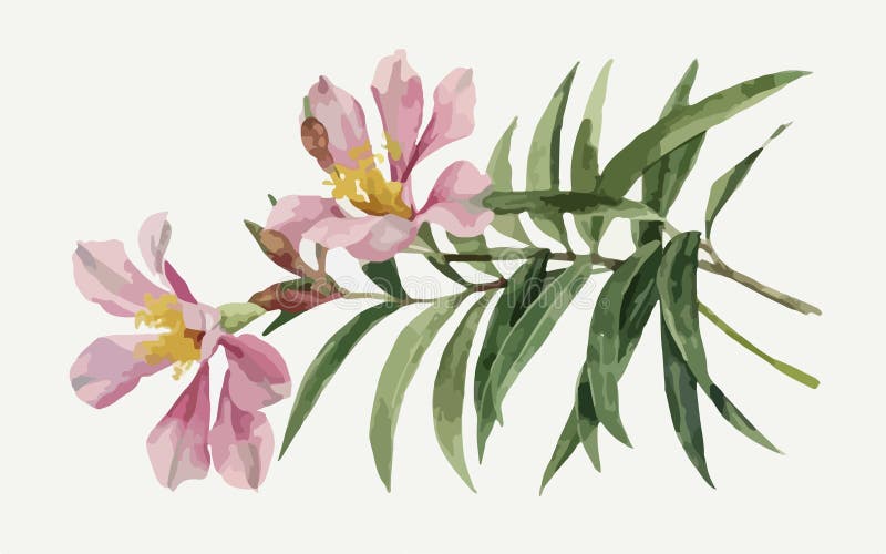 Watercolor Illustration of Oleander, Botanical Illustration, Flowers ...