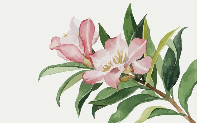 Watercolor Illustration of Oleander, Botanical Illustration, Flowers ...