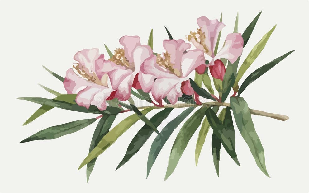 Watercolor Illustration of Oleander, Botanical Illustration, Flowers ...