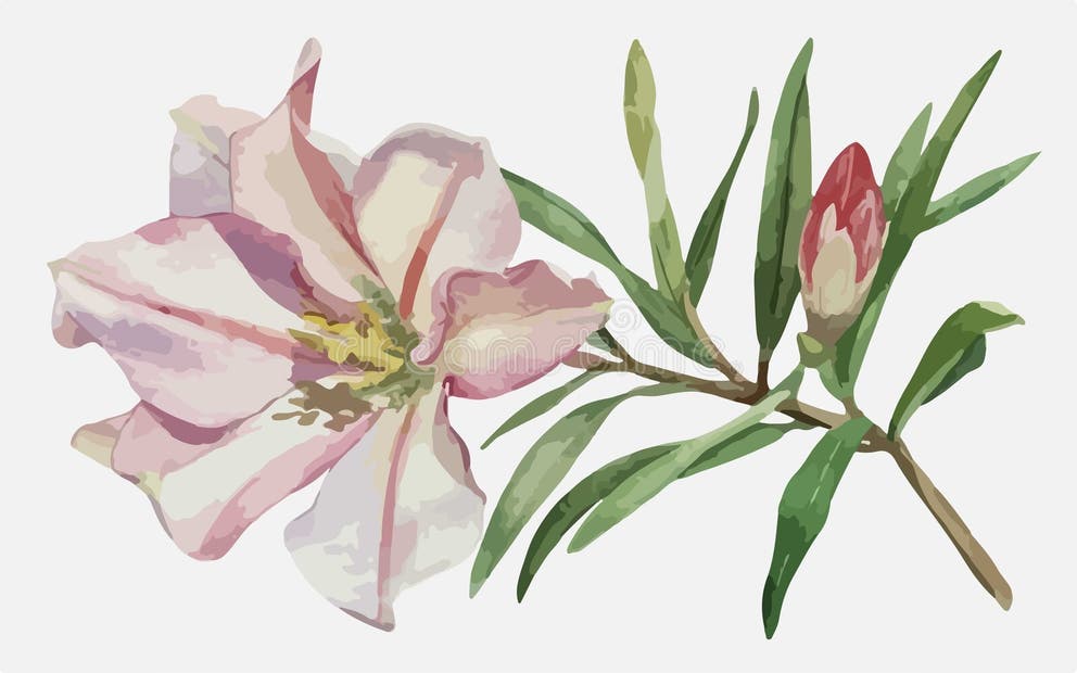 Watercolor Illustration of Oleander, Botanical Illustration, Flowers ...