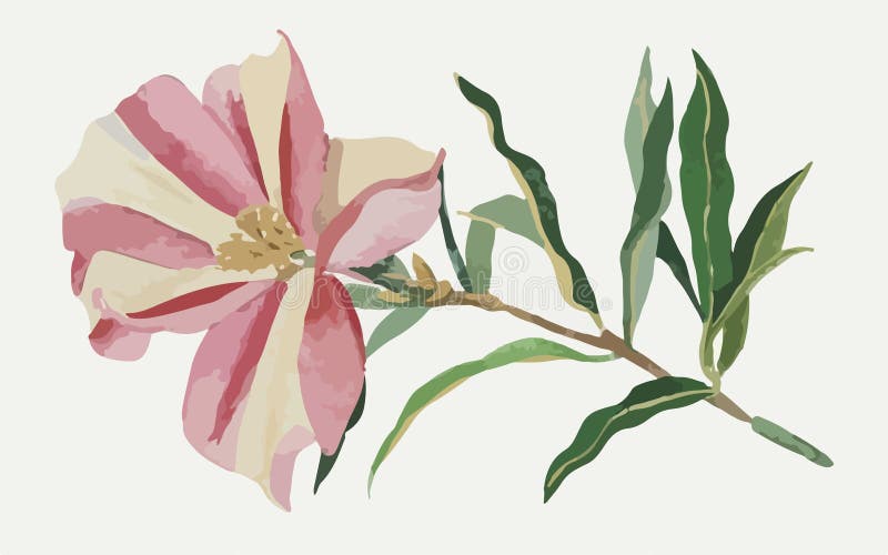 Watercolor Illustration of Oleander, Botanical Illustration, Flowers ...