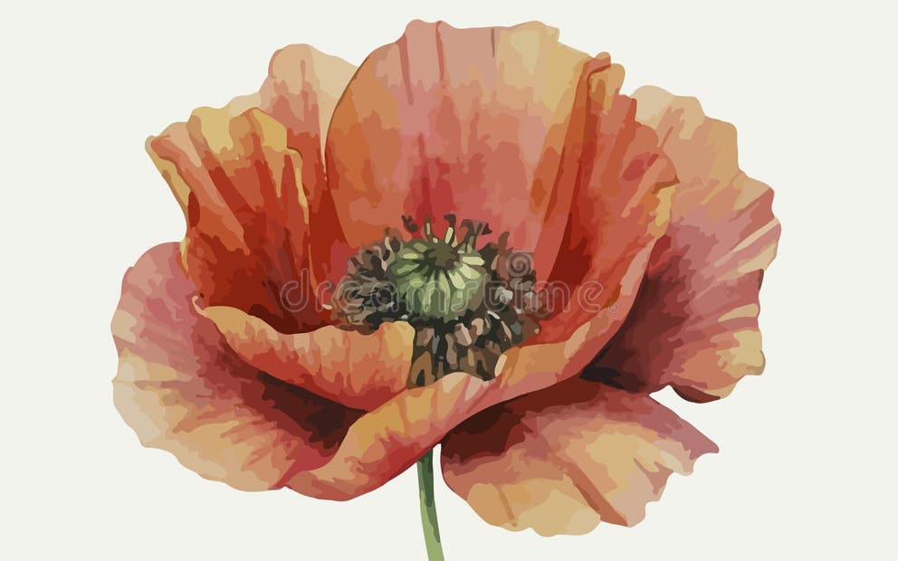 Watercolor Illustration of Oriental Poppy, Botanical Illustration ...