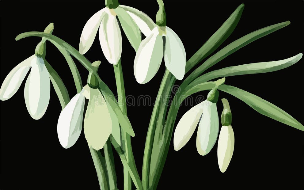 Watercolor Illustration of Snowdrop, Illustration, Generative AI Stock ...