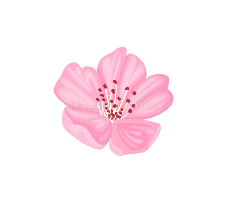 Pink Cherry Flower Isolated on White. Sakura Vector Cartoon ...