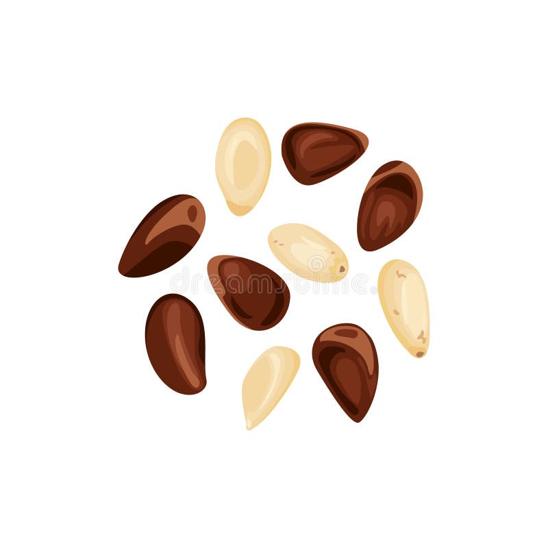 Pine Nuts Isolated on White Background. Vector Cartoon Illustration ...