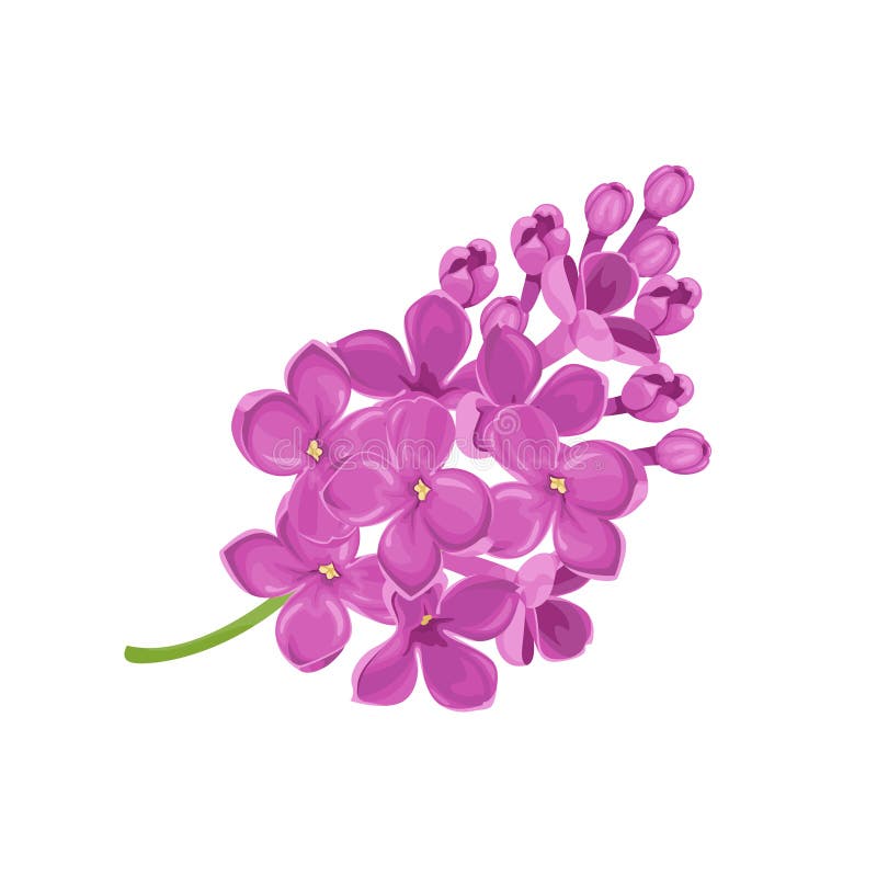 Lilac Branch Isolated on White Background. Vector Cartoon Illustration ...