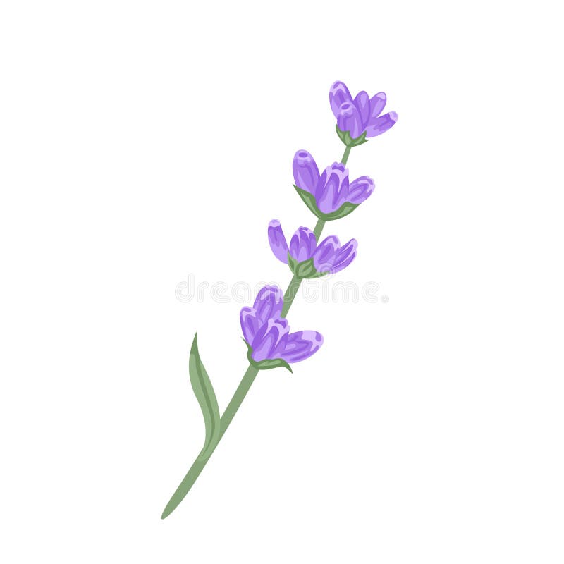 Lavender Branch Isolated on White Background. Vector Cartoon Flat ...