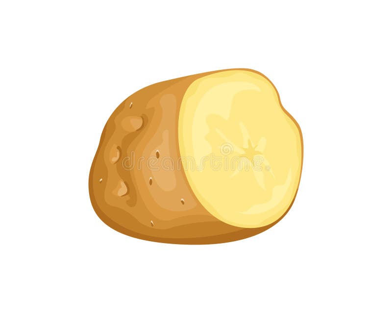 Raw Potato Cut in Half Isolated on White Background. Fresh Root ...