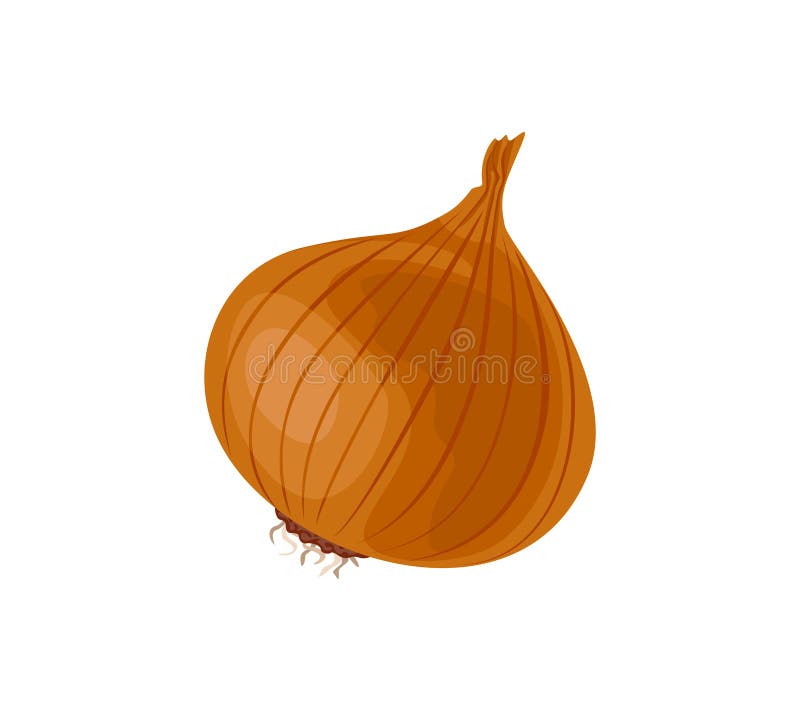Cartoon White Onion Isolated Illustration Stock Illustrations – 7,671 ...