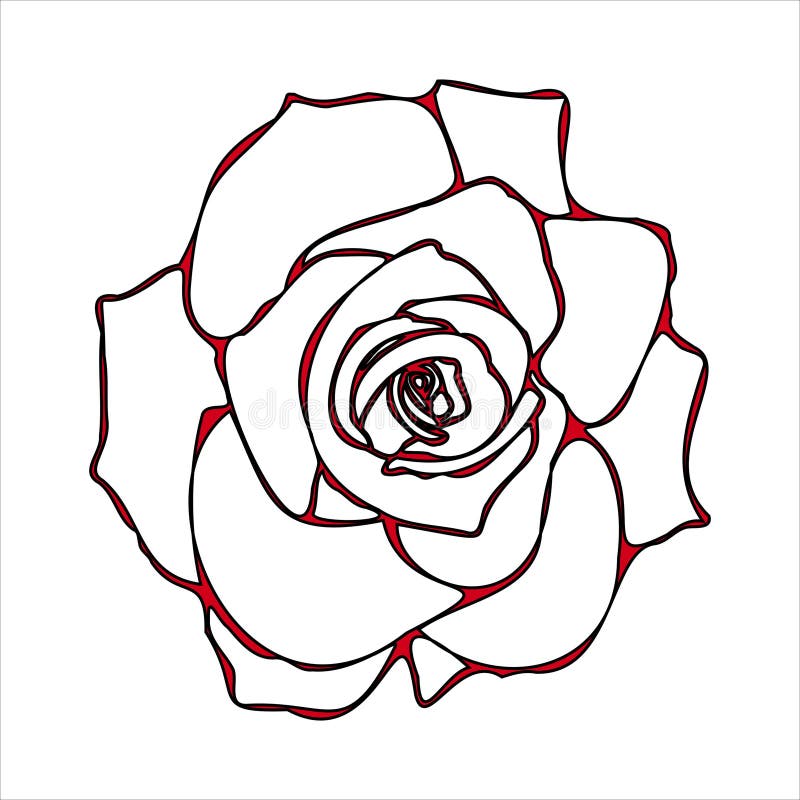 Rose Drawings Outline