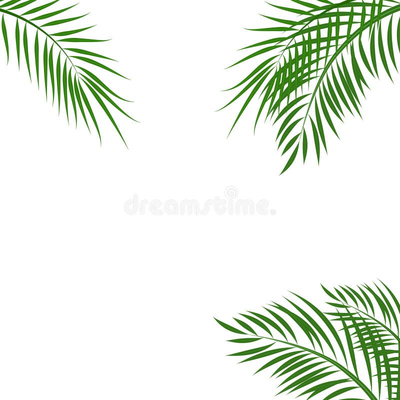 Palm Leaf Vector Background. Summer Tropical Palm Leaves Branch Border ...