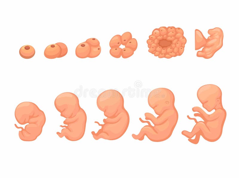 The Development of the Embryo. Stages of Pregnancy Cartoon Illustration ...
